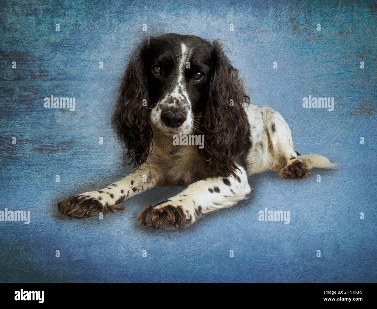 Studio portrait of a working Cocker Spaniel dog Stock Photo - Alamy