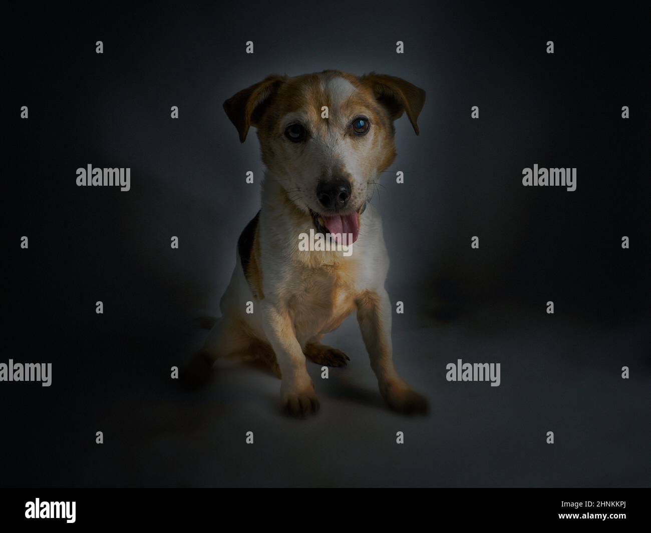 Studio portrait of a Jack Russell dog Stock Photo - Alamy