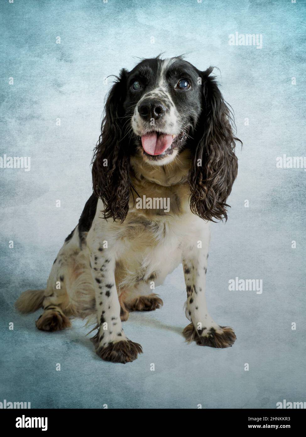 Working cocker spaniel sitting hi-res stock photography and images - Alamy