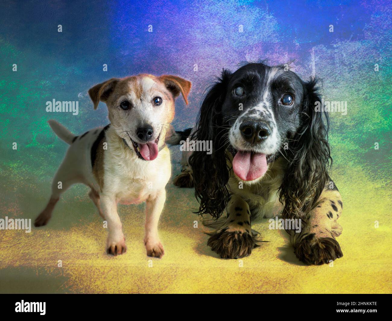 Two dogs studio photo shoot with a colourful background Stock Photo - Alamy