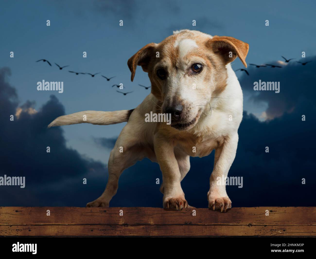 Jack russell standing up hi-res stock photography and images - Alamy