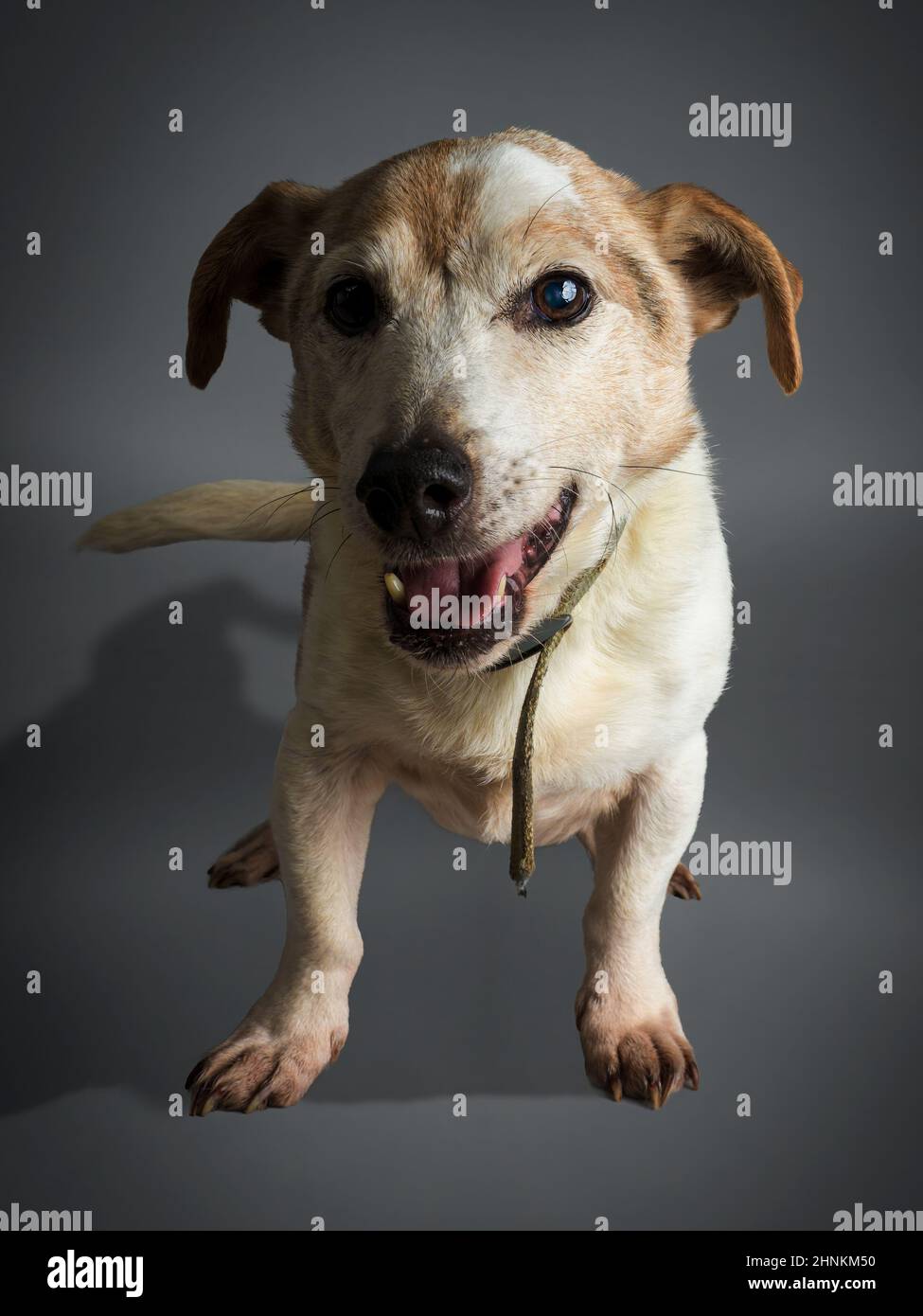 Studio portrait of a Jack Russell dog Stock Photo - Alamy