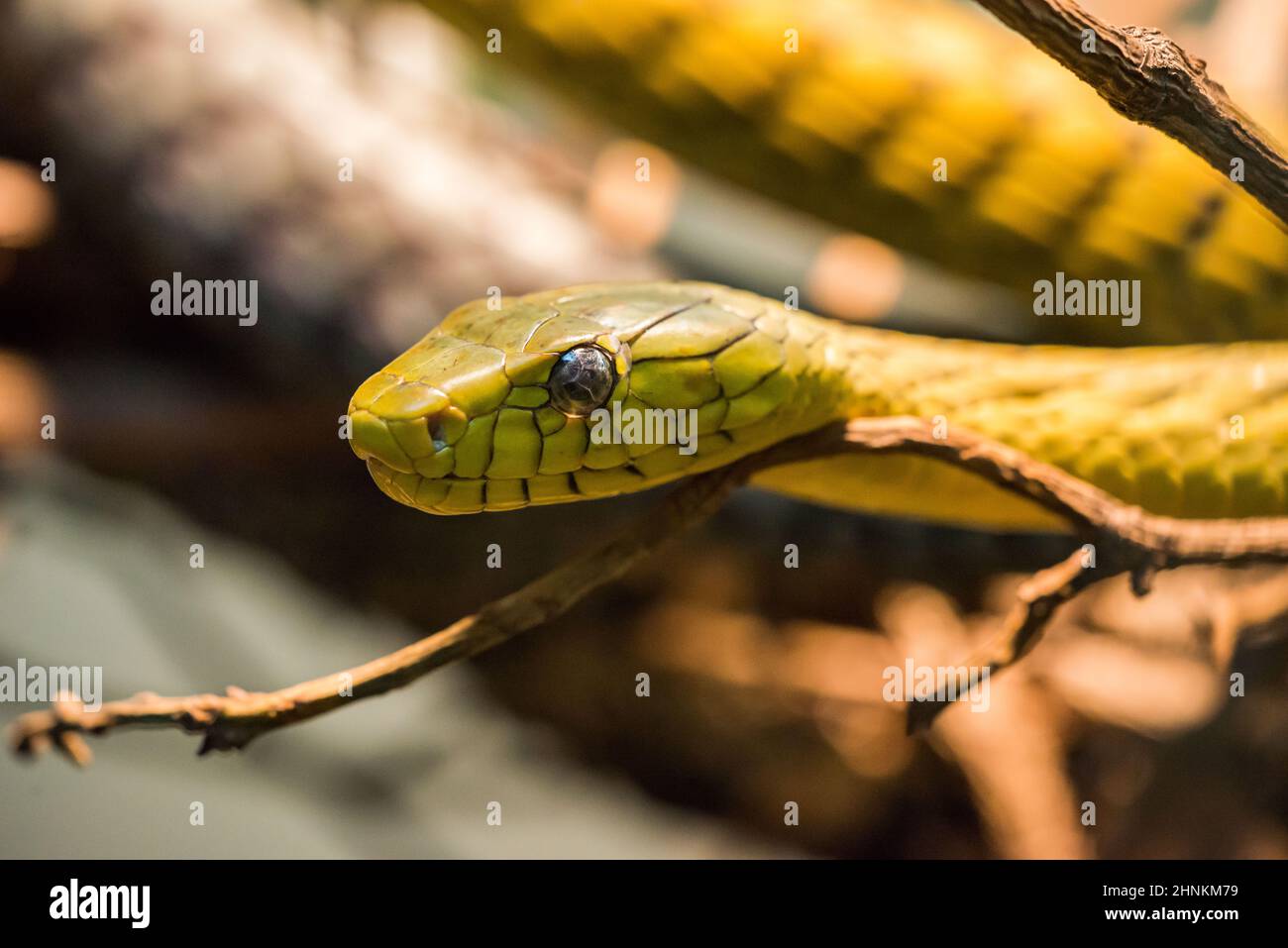 Higlly venomous snake of the elapids family: the mamba Stock Photo - Alamy