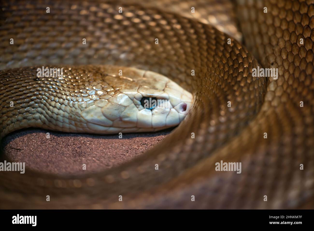 Taipan Snake High Resolution Stock Photography and Images - Alamy