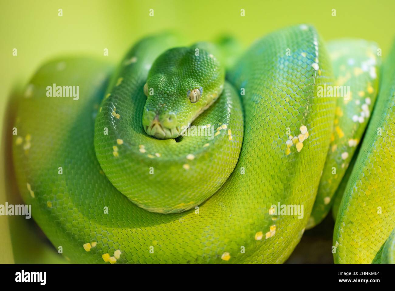 A bright green snake that can reach 2 metres in length Stock Photo - Alamy