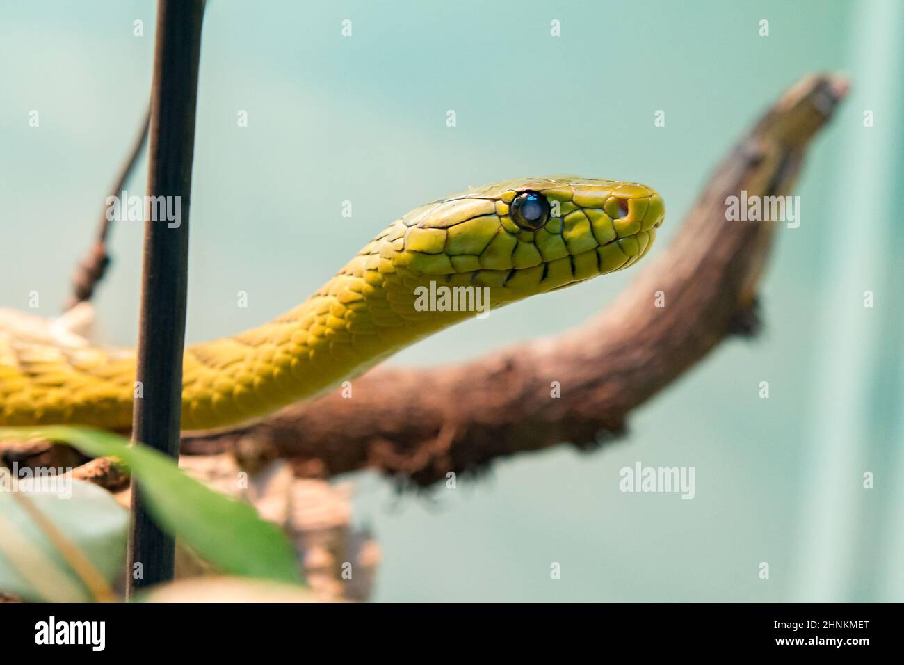 Higlly venomous snake of the elapids family: the mamba Stock Photo - Alamy