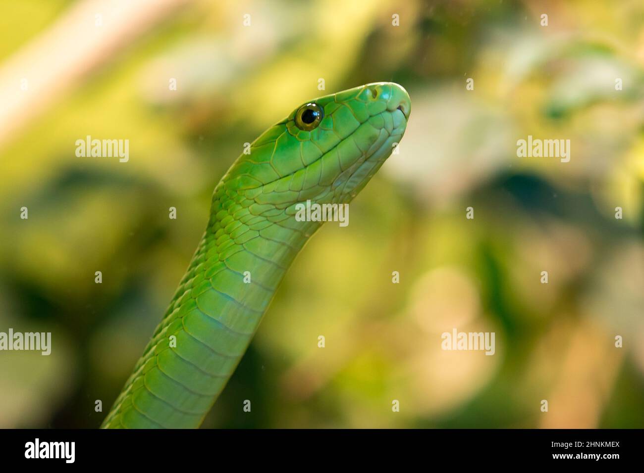 Higlly venomous snake of the elapids family: the mamba Stock Photo - Alamy