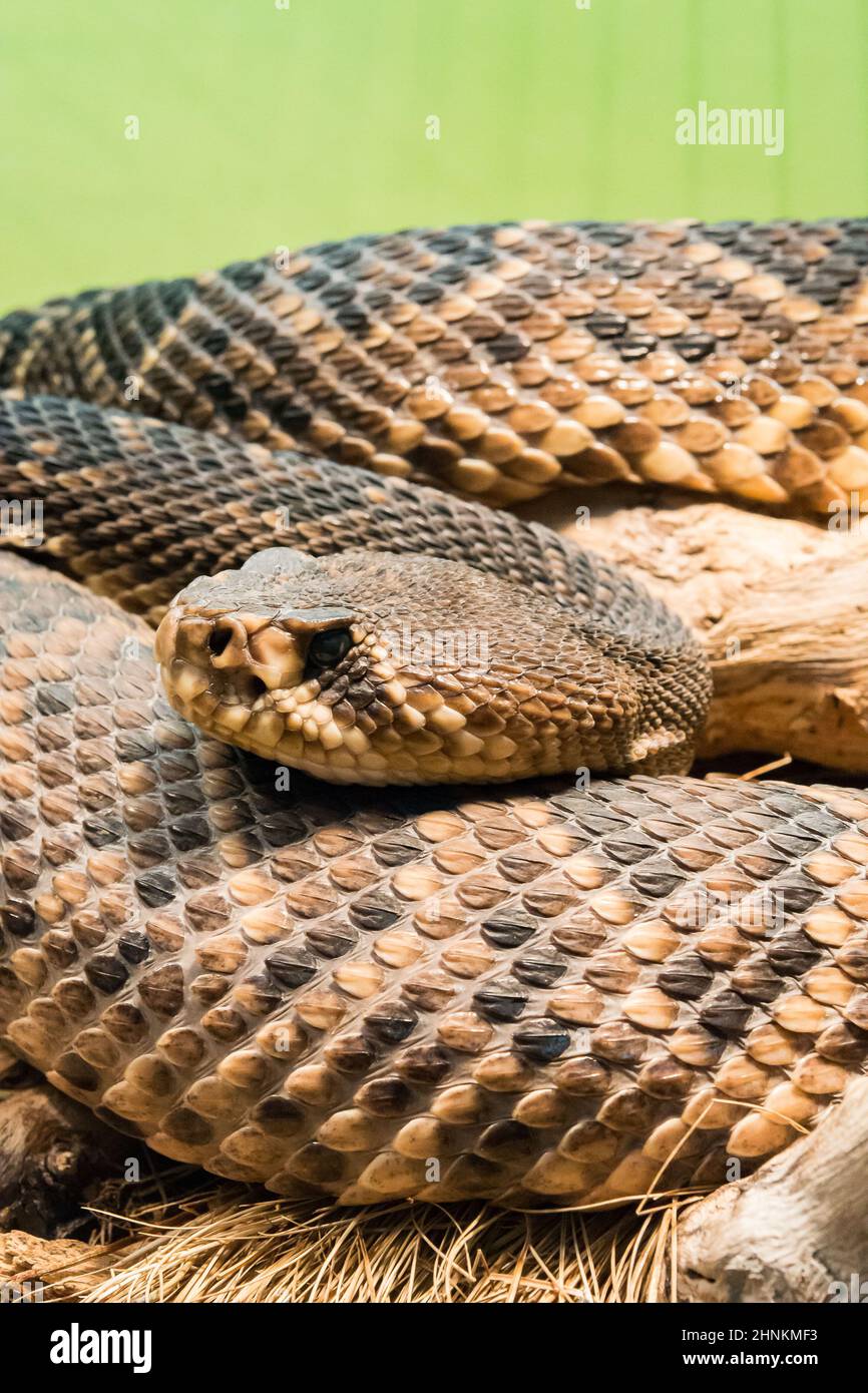 diamondback rattlesnake is a pit viper species found in the ...
