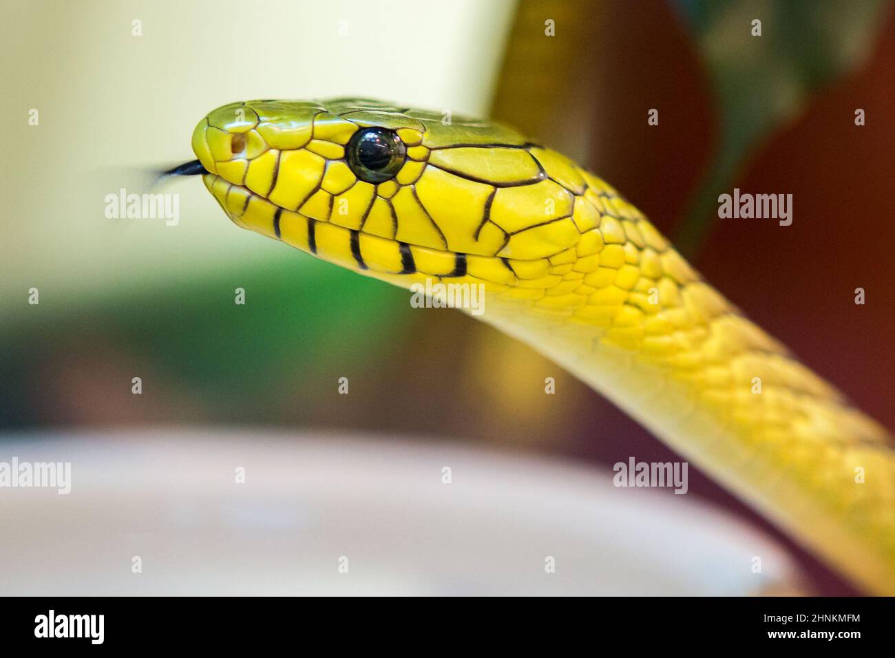 Higlly venomous snake of the elapids family: the mamba Stock Photo - Alamy