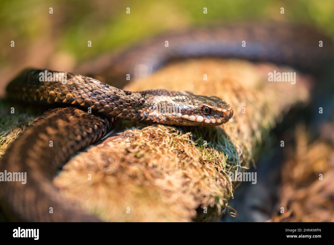 Vipera berus, the common European adder or common European viper, is a ...