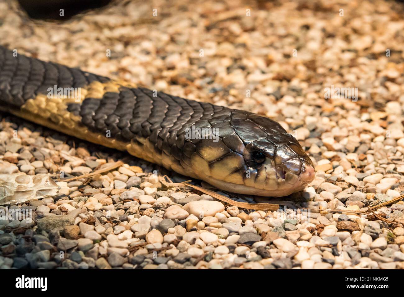 Egyptian cobra hi-res stock photography and images - Alamy