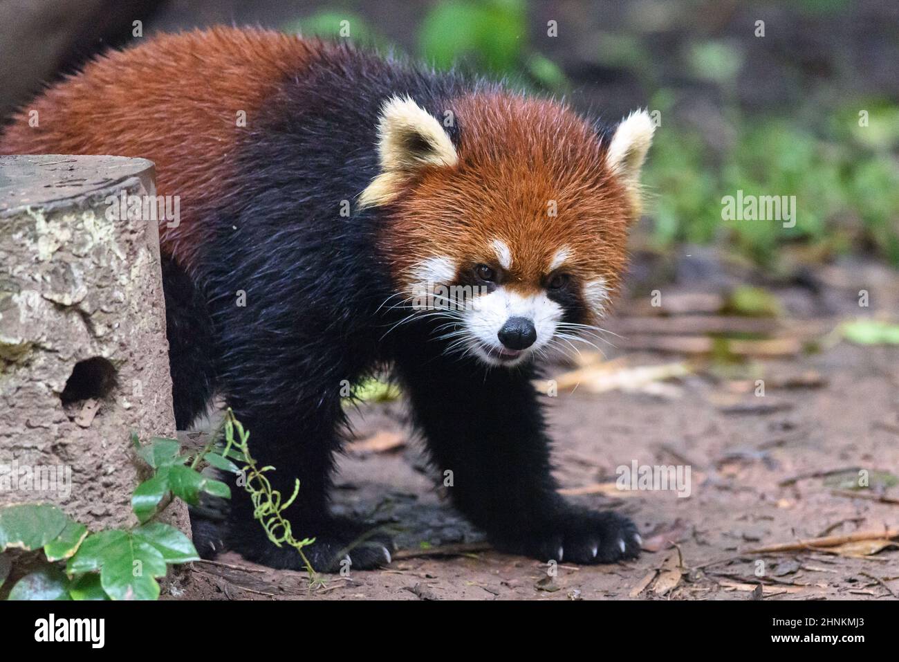 Red Panda in Panda Center of Chengdu Stock Photo - Alamy