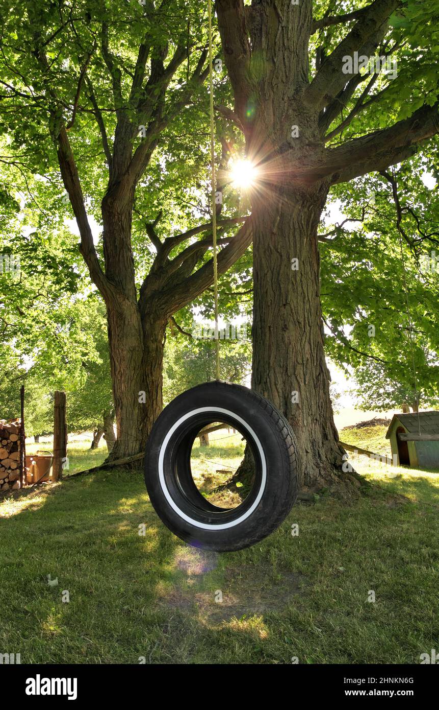 Tire Swing Underneath Maple Tree on Farm in Summer Stock Photo - Alamy