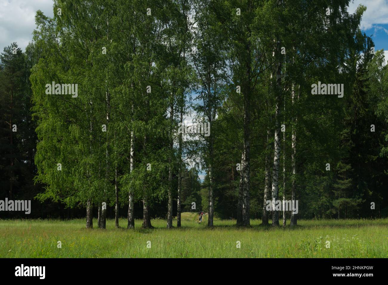 Overgrown forest. trees and plants nature Stock Photo - Alamy