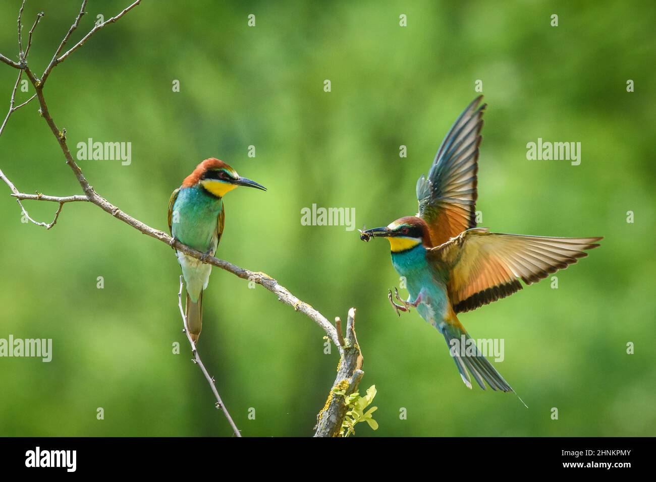 European bee-eater, a small bird of family of coraciformes Stock Photo ...