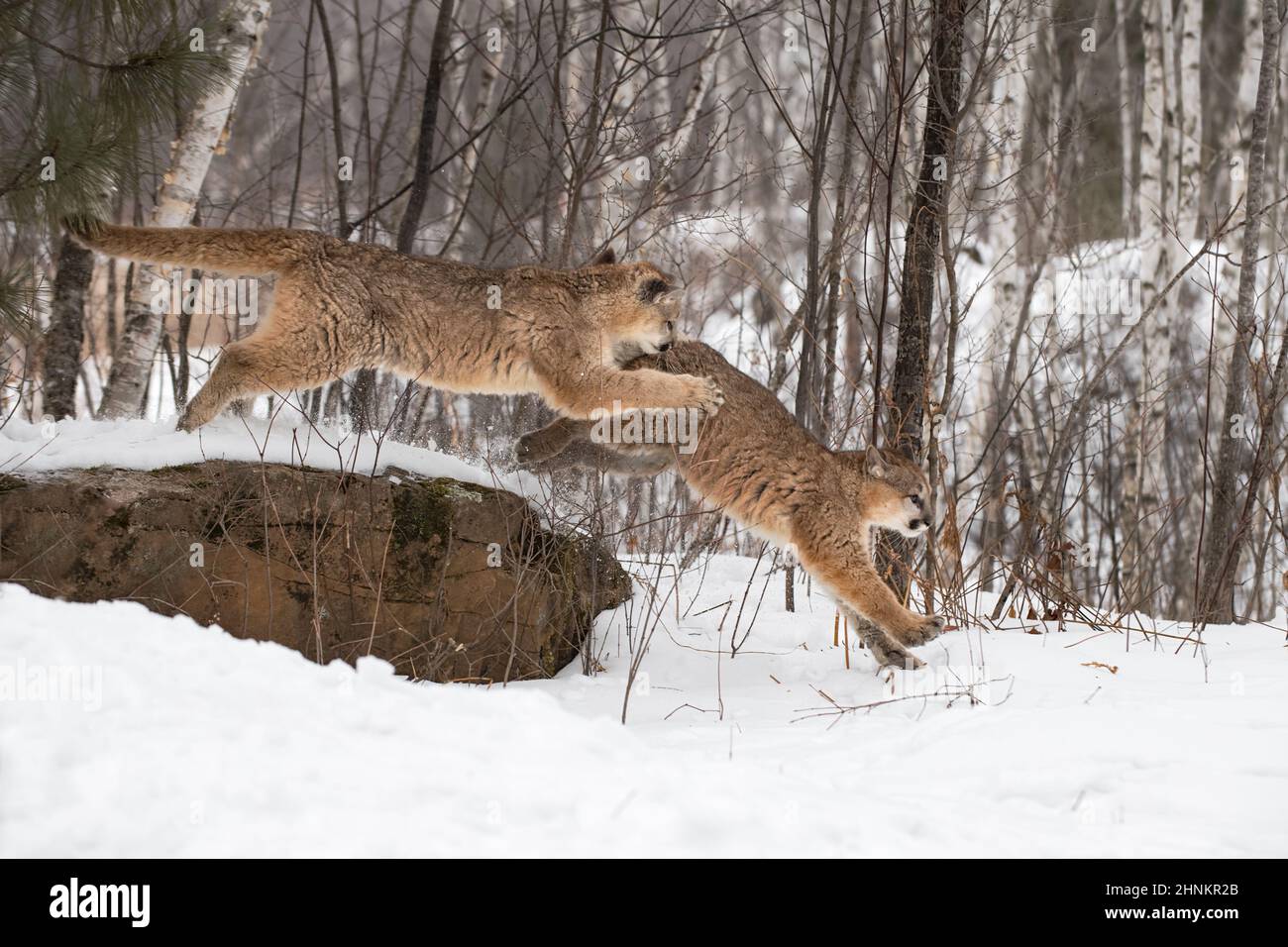 Leaping puma hi-res stock photography and images - Alamy