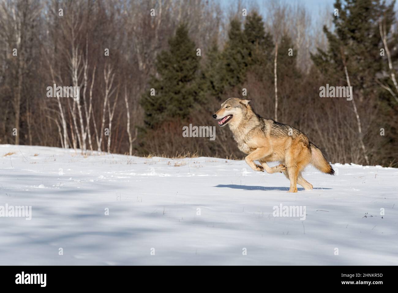 Grey Wolf (Canis lupus) Runs Left Through Field Paws Up Winter ...