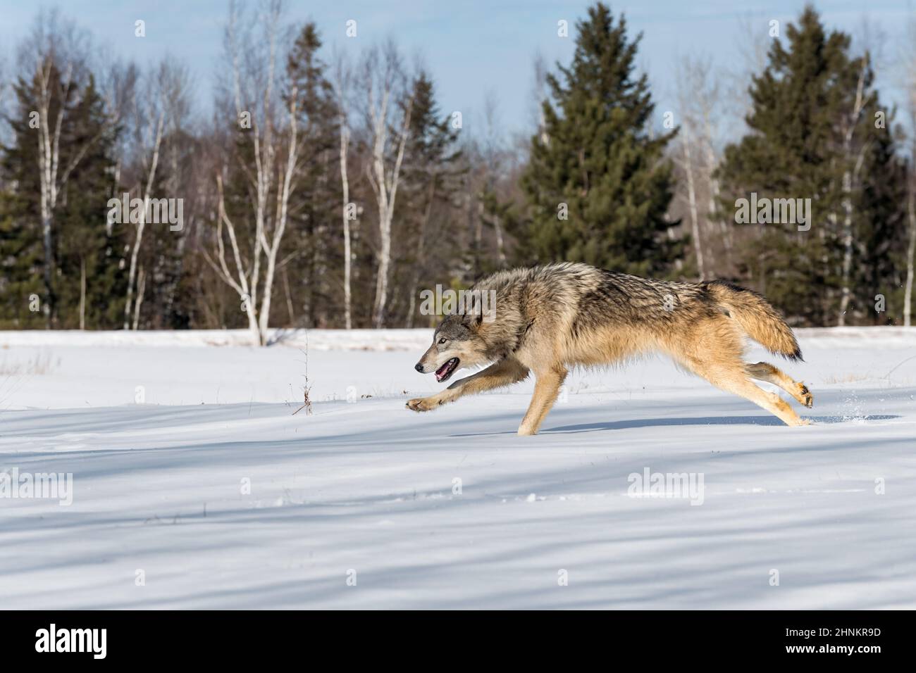 The wolf runs through the snow hi-res stock photography and images - Alamy