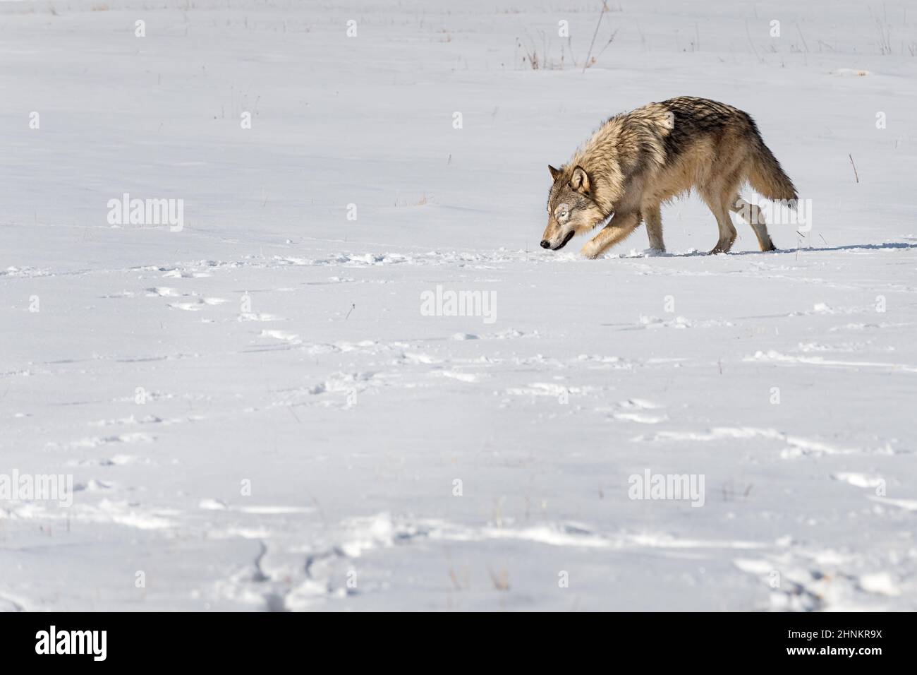 Running Wolf Tracks