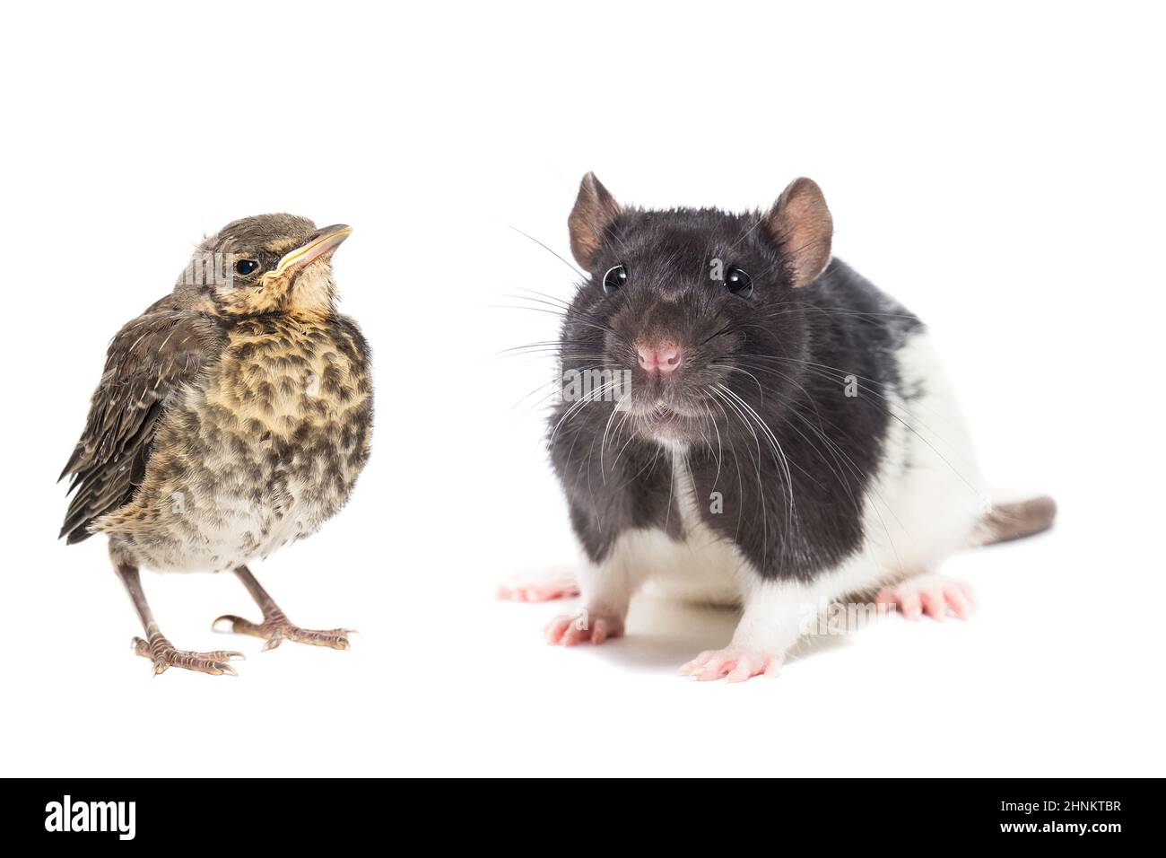 funny rat and young thrush chick isolated on white background Stock ...