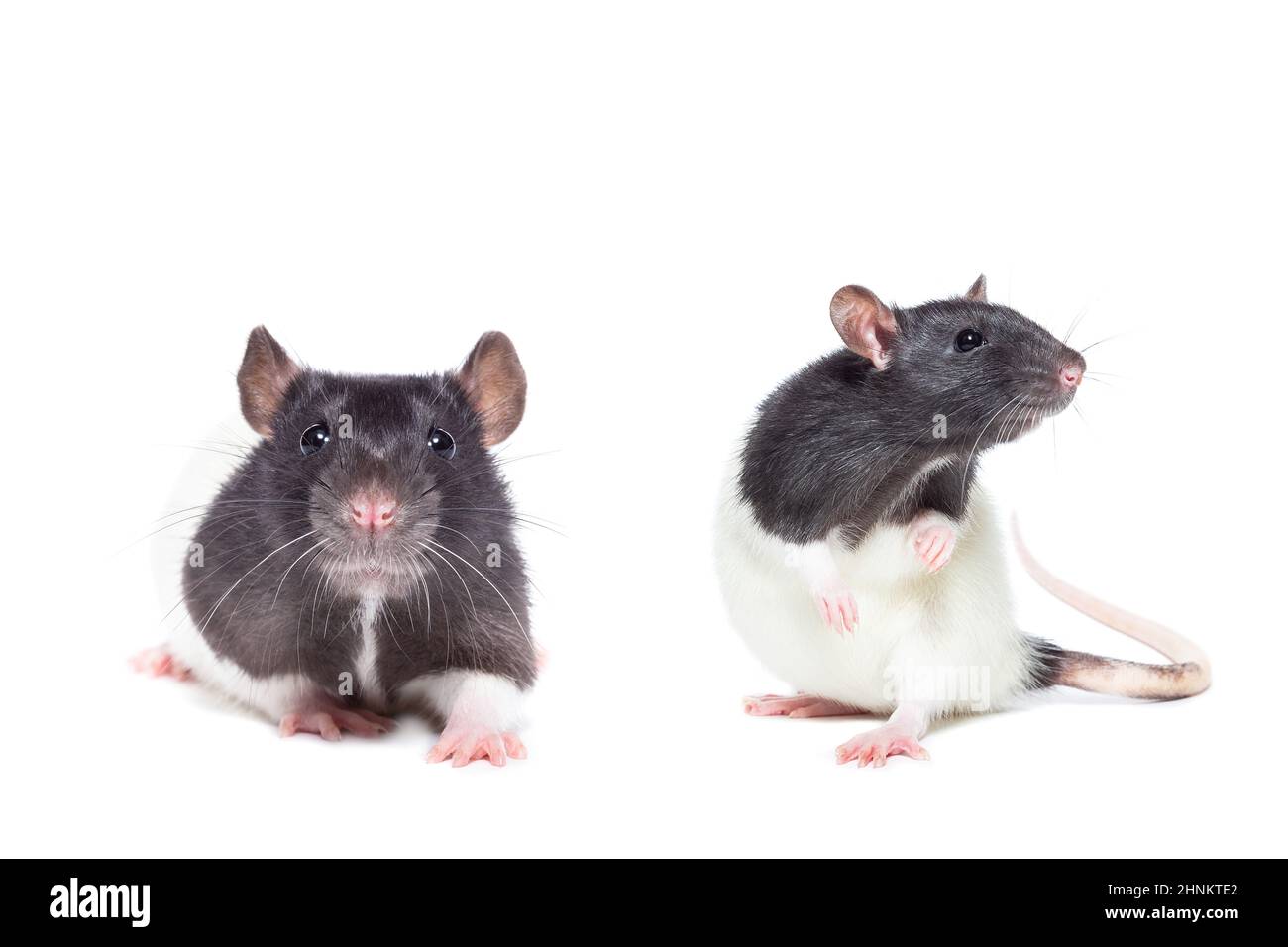 Black -white rat, Rattus rattus, in front of white background Stock ...