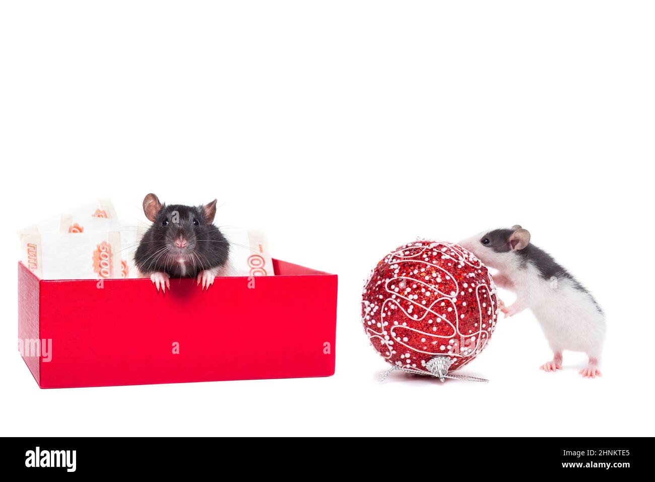Rat in a gift box with money on a white background Stock Photo - Alamy