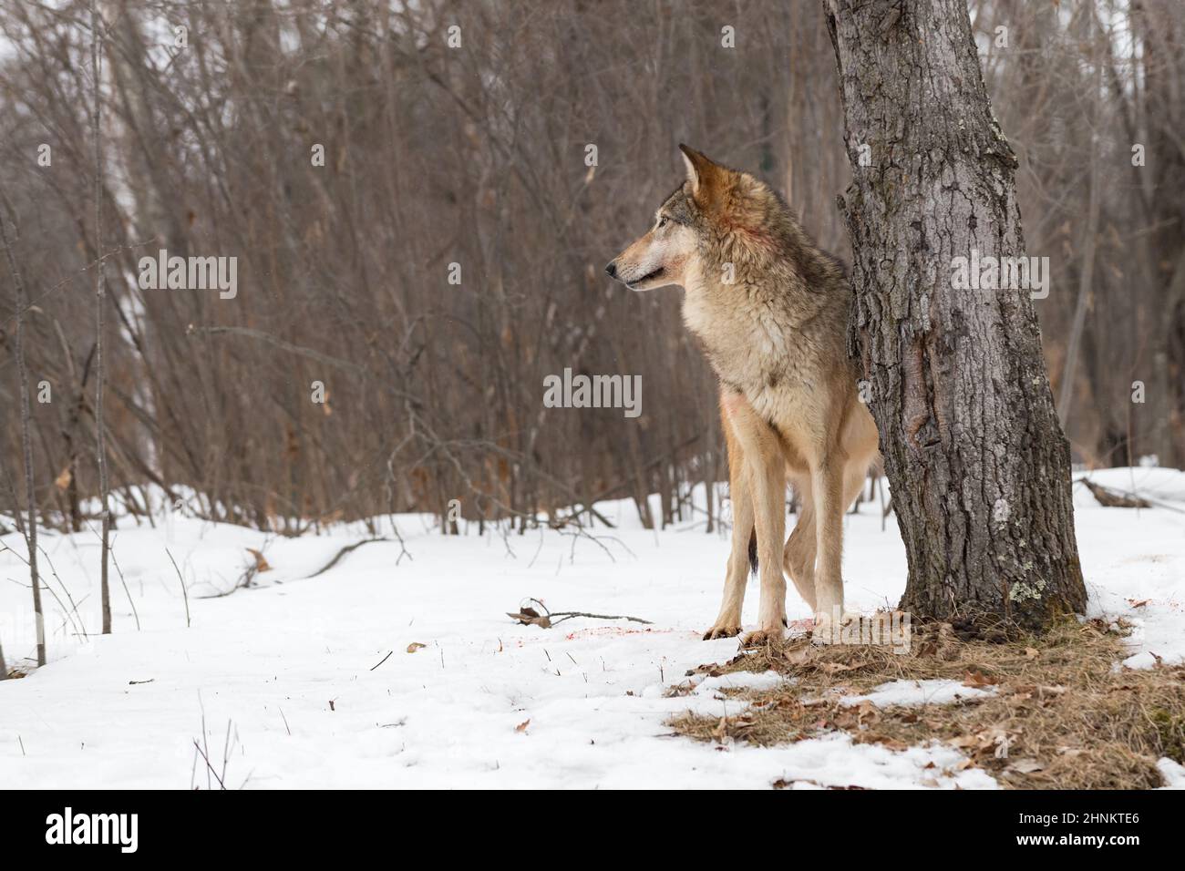 Grey Wolf (Canis lupus) Stands Next to Tree Trunk Looking Left Winter ...