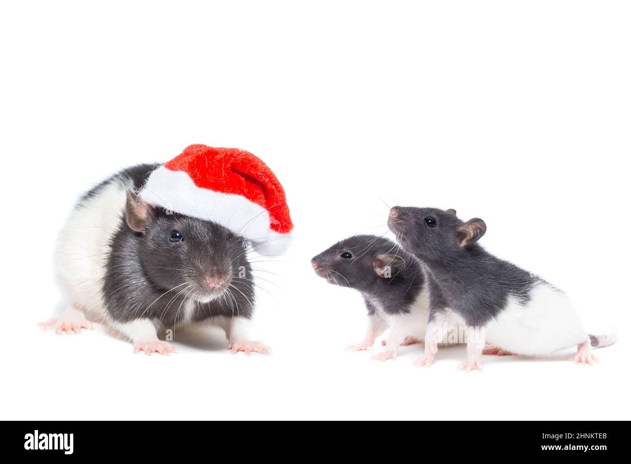 Rat with Christmas ball on isolated white background Stock Photo - Alamy