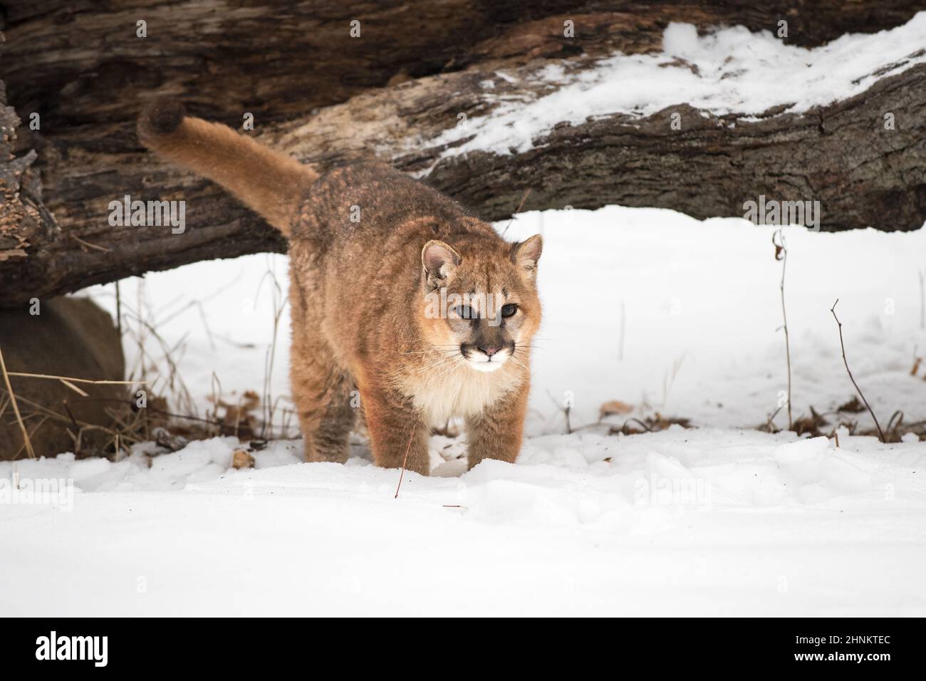 Leaping puma hi-res stock photography and images - Alamy
