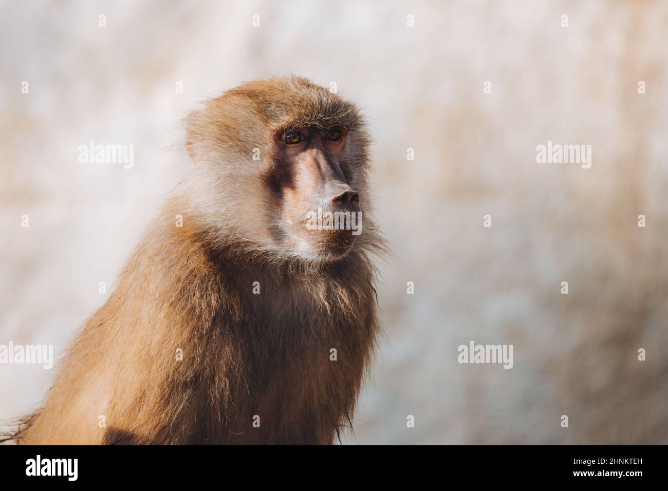 Mammal portrait monkey look hi-res stock photography and images - Alamy