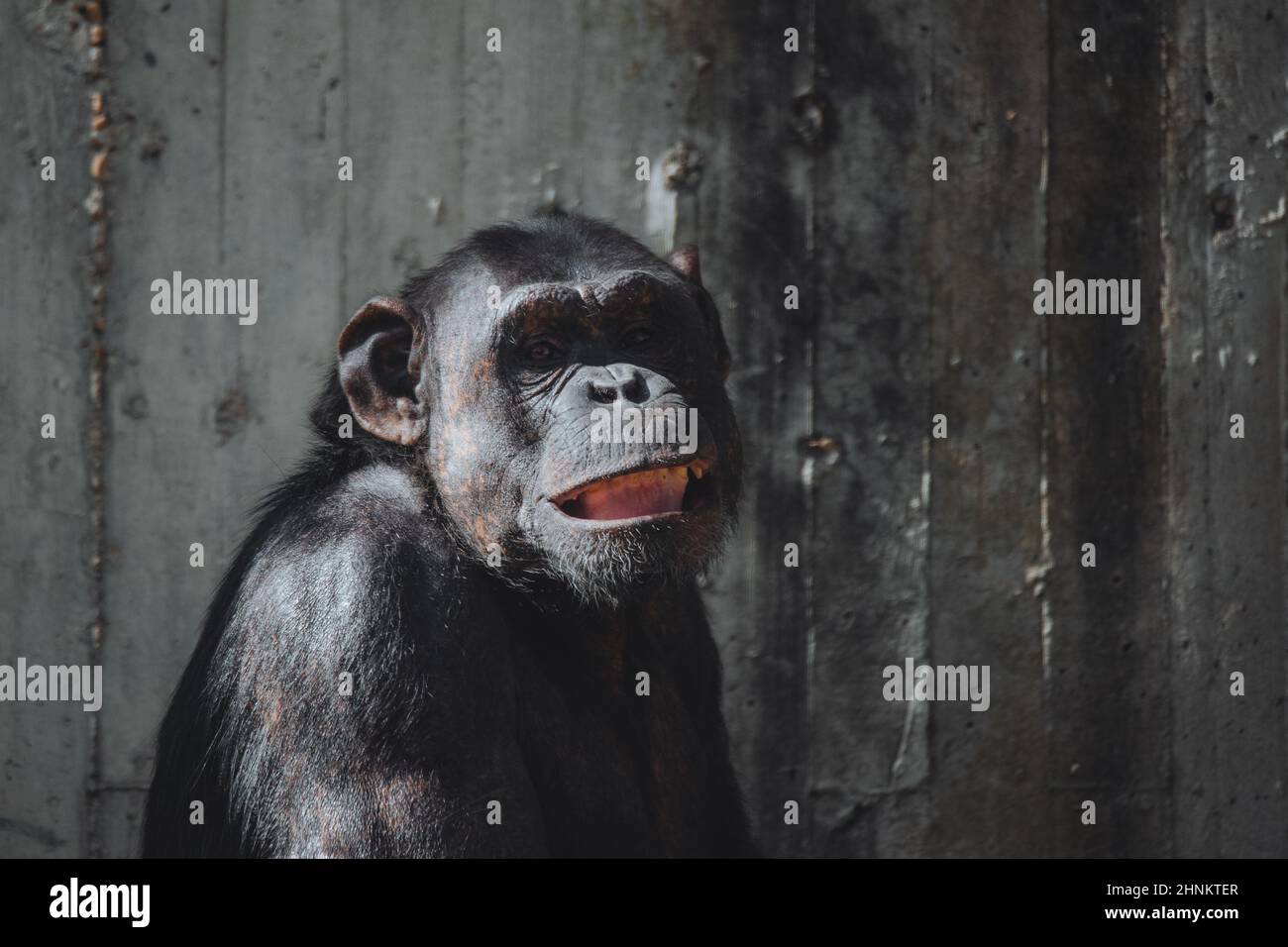 Face portrait of a smiling chimpanzee in captivity (Pan troglodytes ...