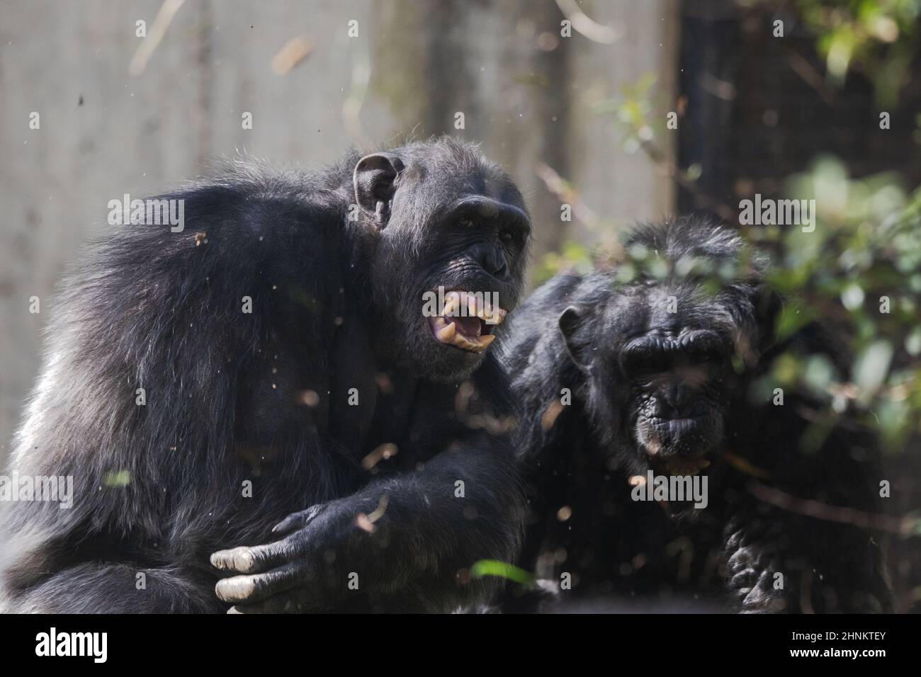 Angry chimpanzee hi-res stock photography and images - Alamy