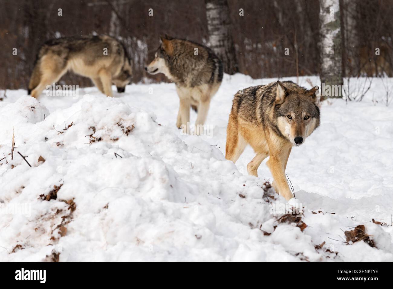 Grey Wolf Pack (Canis lupus) Walks Forward From Woods Winter - captive ...