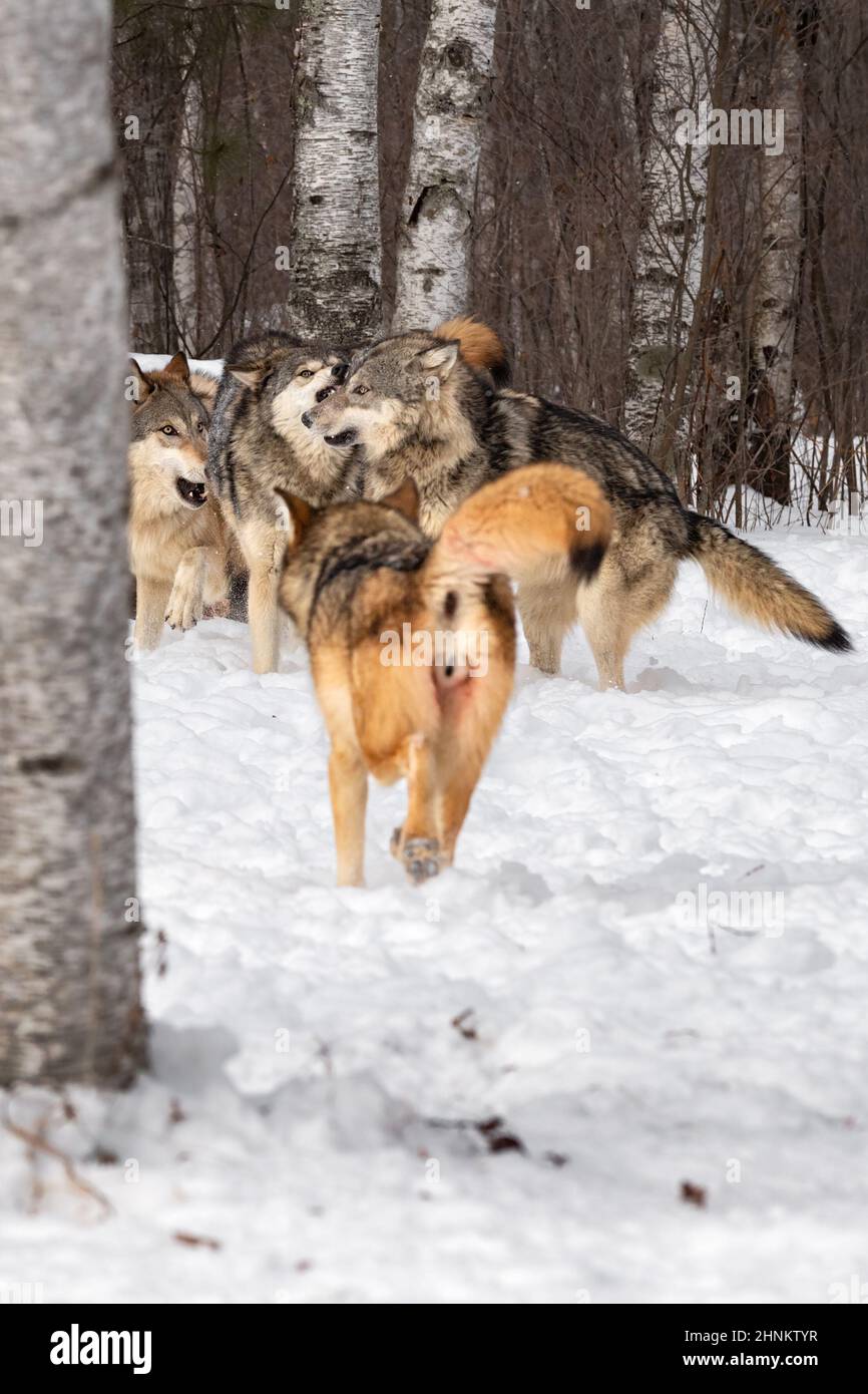 Grey Wolf Pack (Canis lupus) Piles Together in Scuffle Winter - captive ...