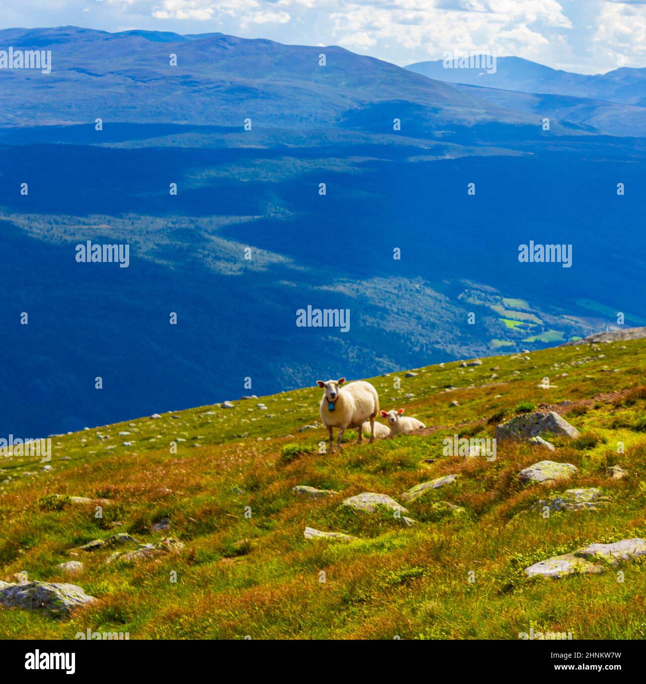 Animal valdres norway hi-res stock photography and images - Alamy