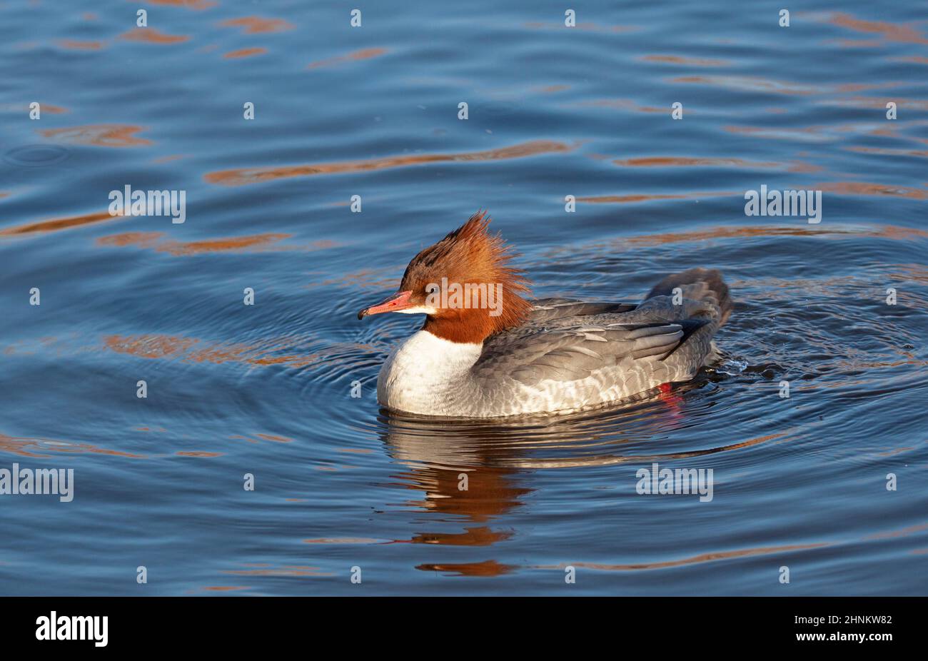 Uk freshwater diving bird hi-res stock photography and images - Alamy