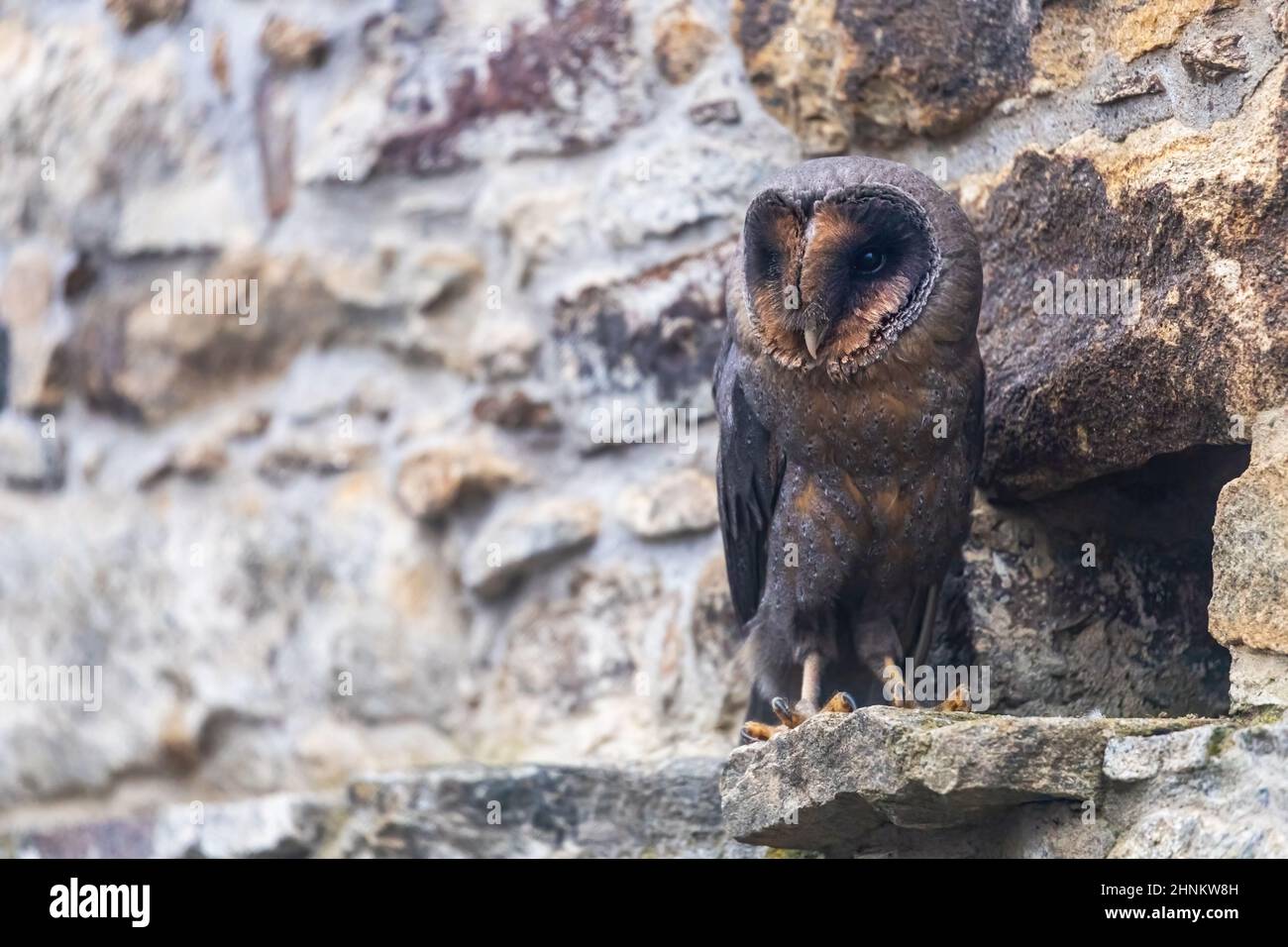 Cool dark form of barn owl is sitting on the stone wall closeup Stock ...