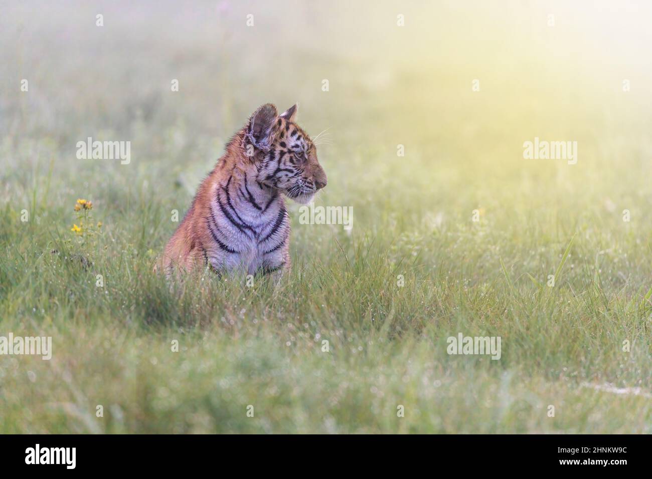 Side view portrait of Bengal tiger cub sitting in meadow looking ahead ...