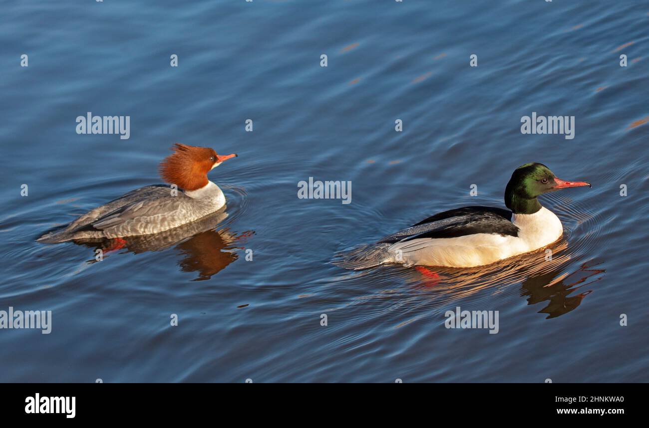 Uk freshwater diving bird hi-res stock photography and images - Alamy