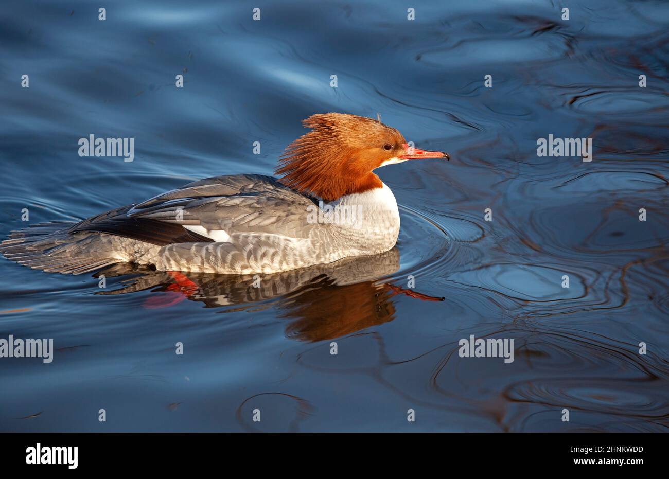 Female goosander hi-res stock photography and images - Alamy