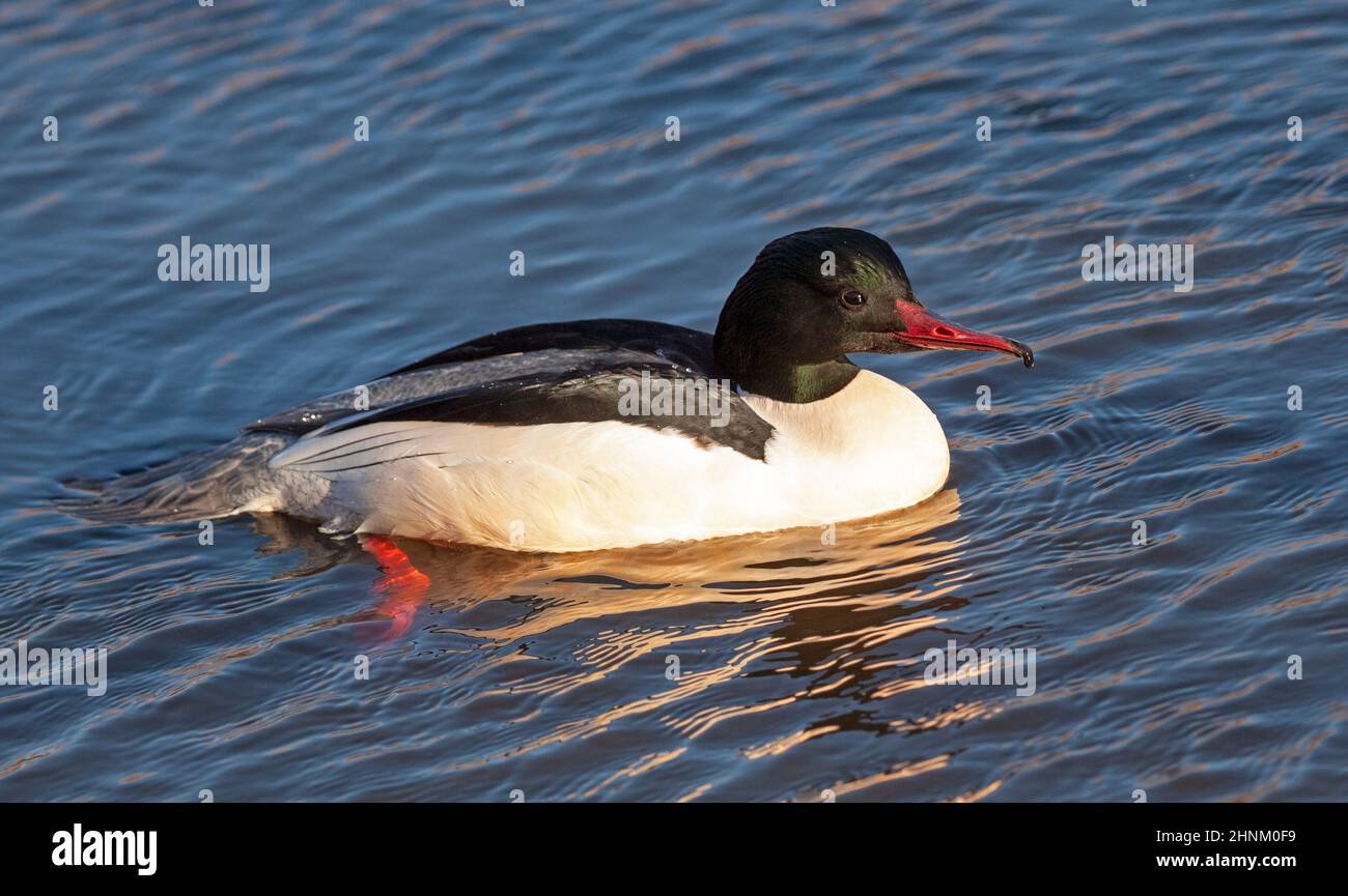 Goosanders hi-res stock photography and images - Alamy