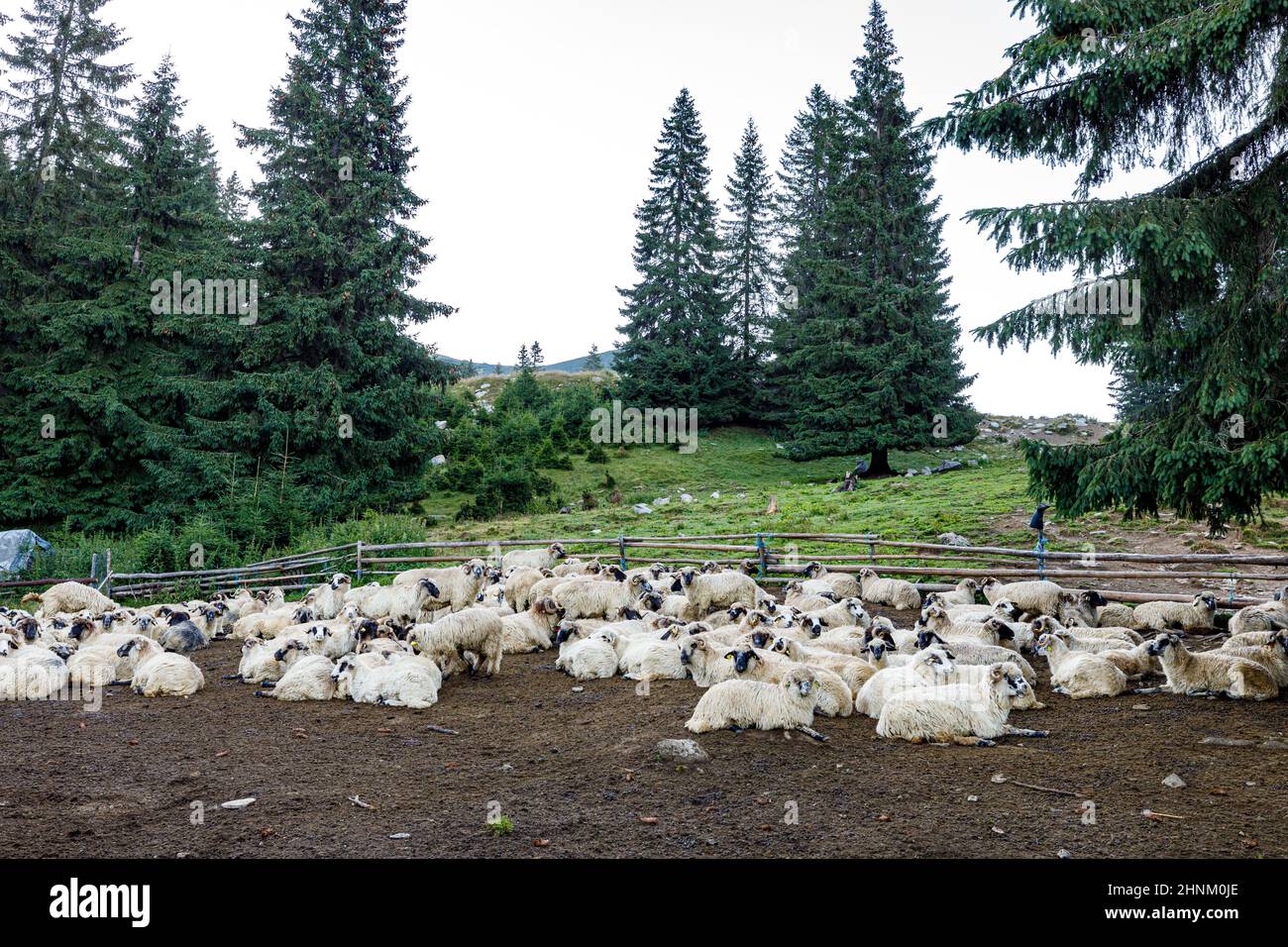 A herd of sheep in the carpathian of romania Stock Photo - Alamy