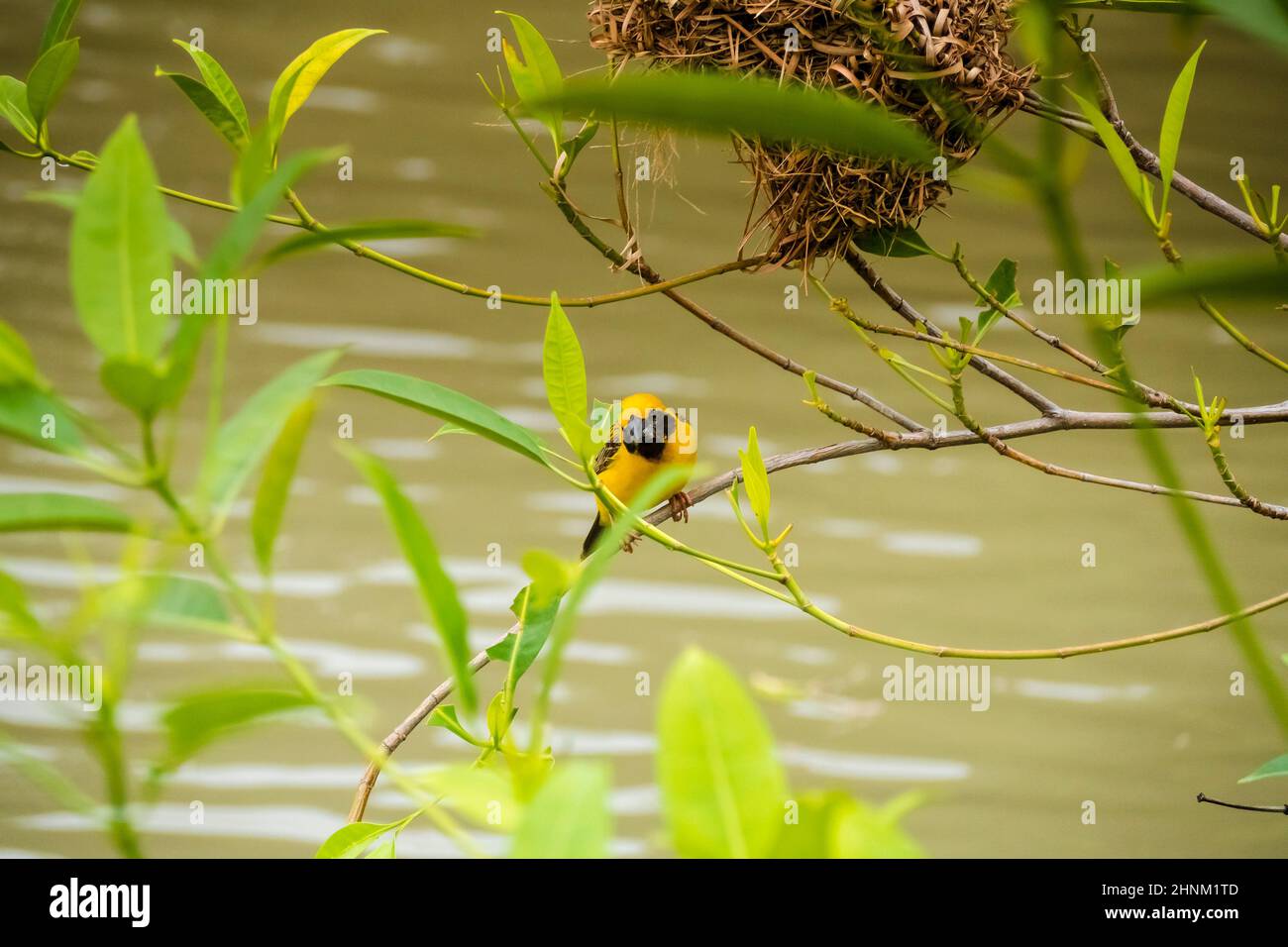 Asian Golden Weaver perching on grass stem in paddy field. Ploceus ...