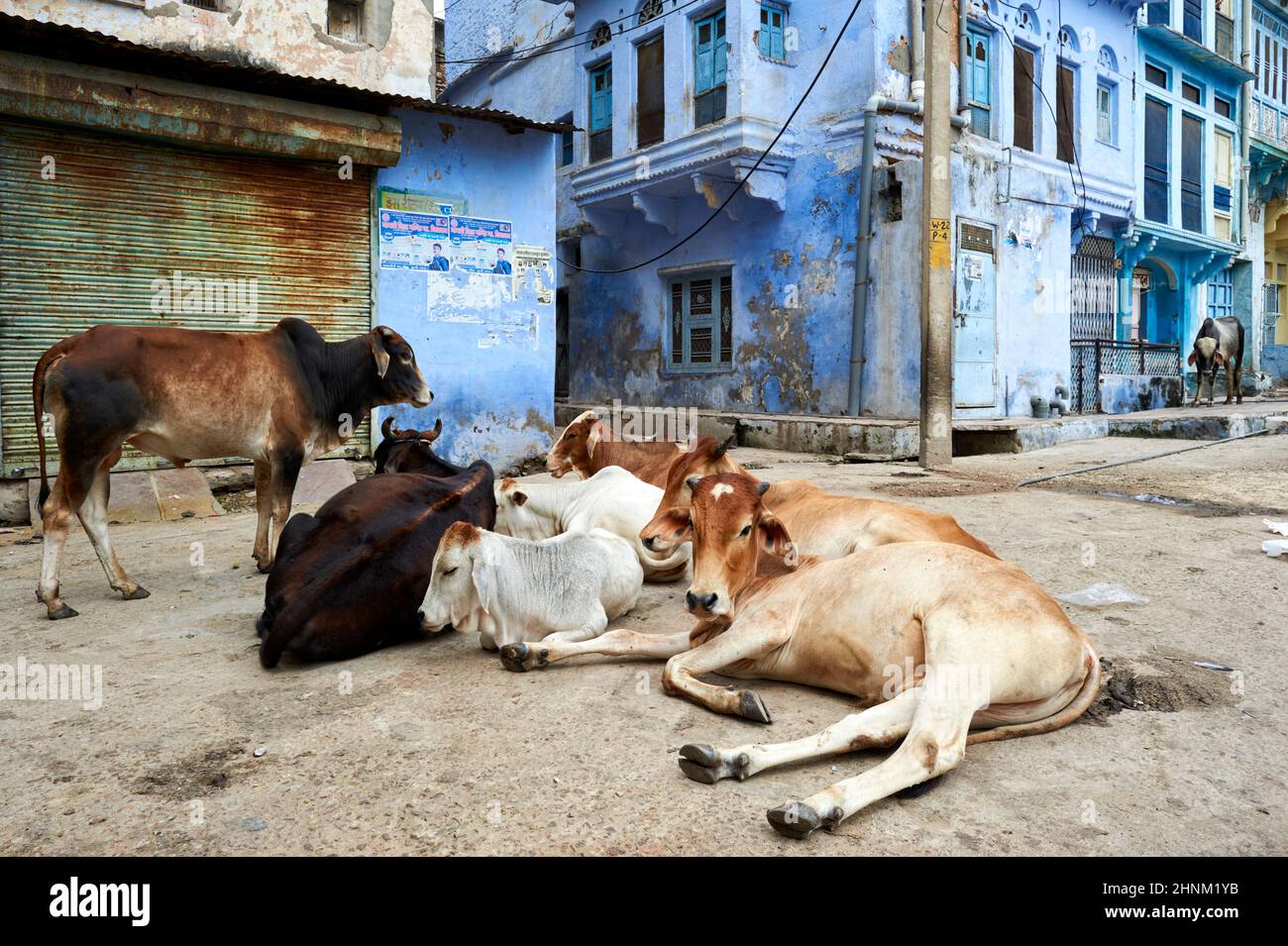 India Rajasthan Bundi. Holy cows in the streets Stock Photo - Alamy
