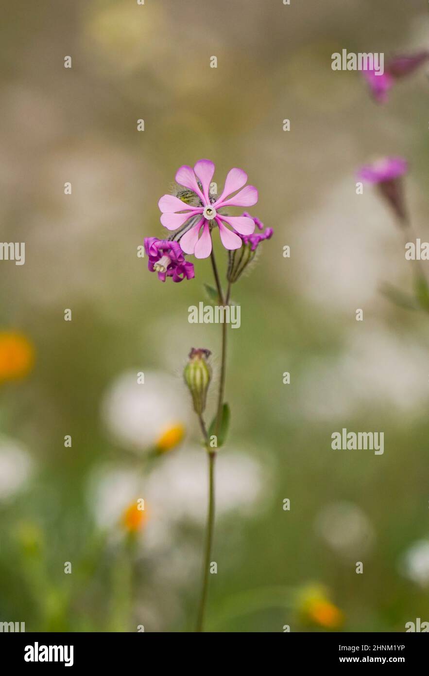 Pink Pirouette, Silene colorata flowering in spring field, Andalusia ...