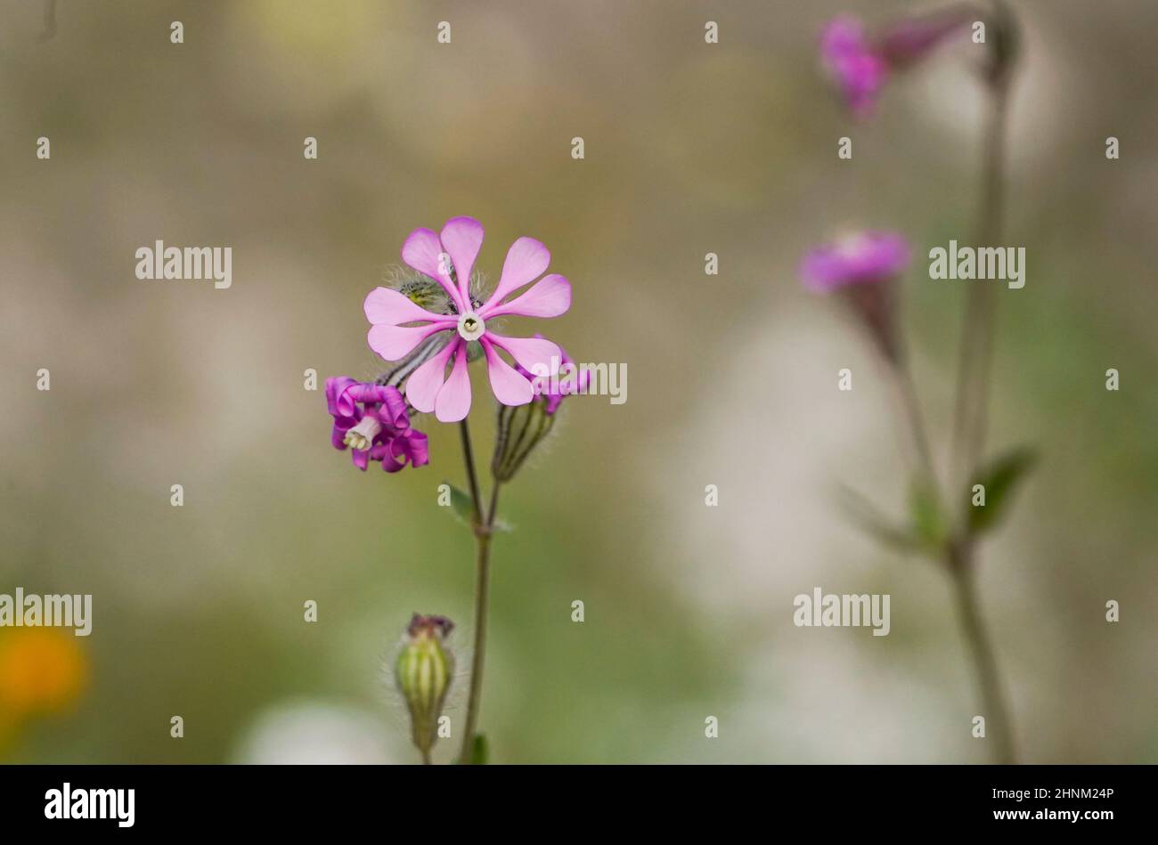 Pink Pirouette, Silene colorata flowering in spring field, Andalusia ...