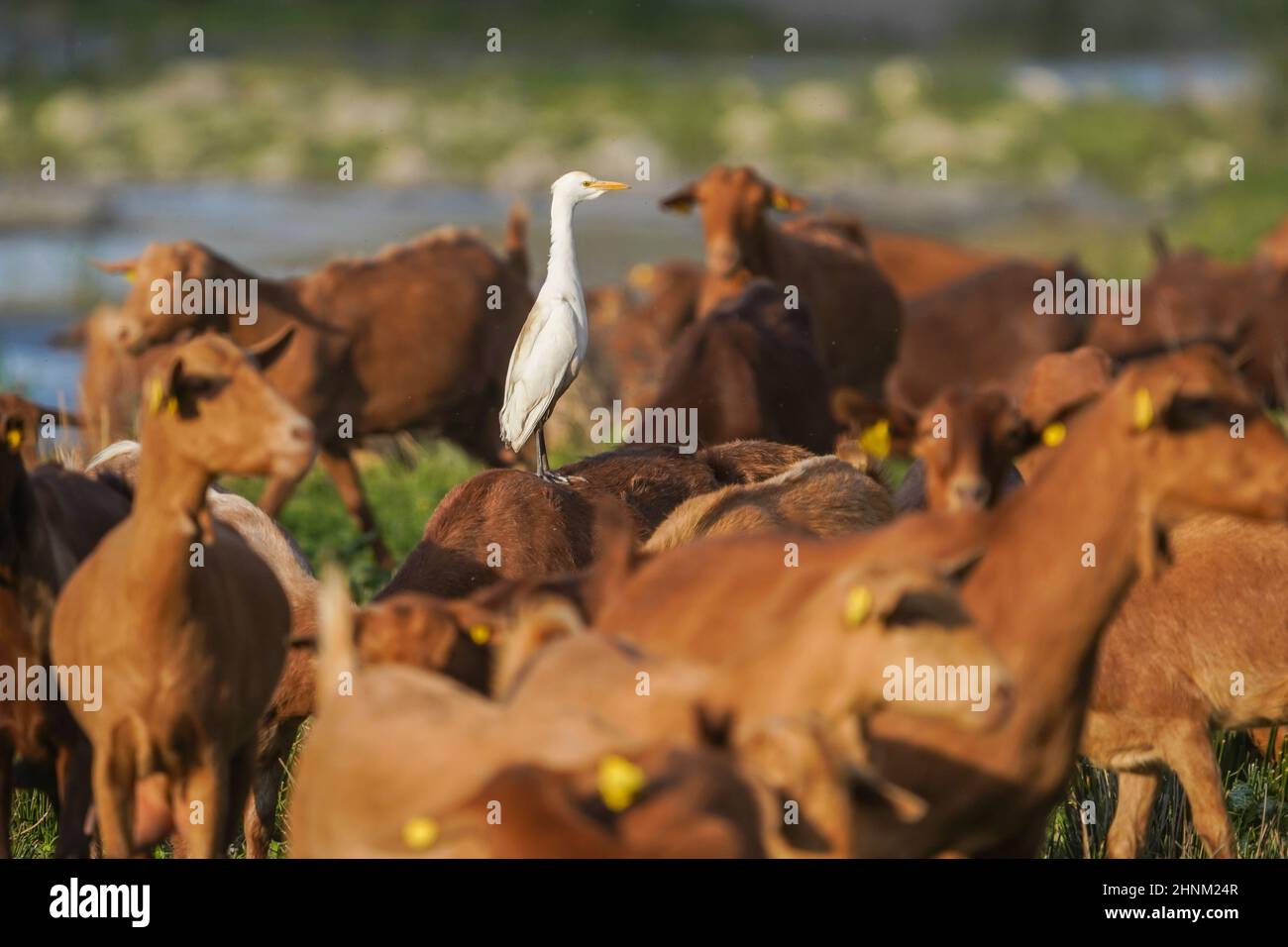 Cattle Egret (Bubulcus ibis) sits on the back of a goat, Andalusia ...