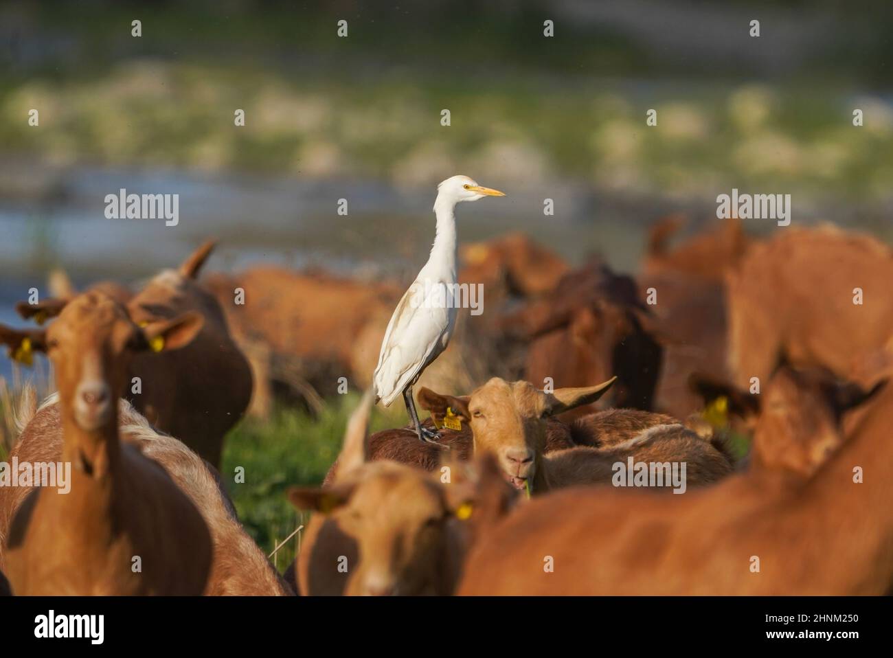 Cattle egret with goats hi-res stock photography and images - Alamy