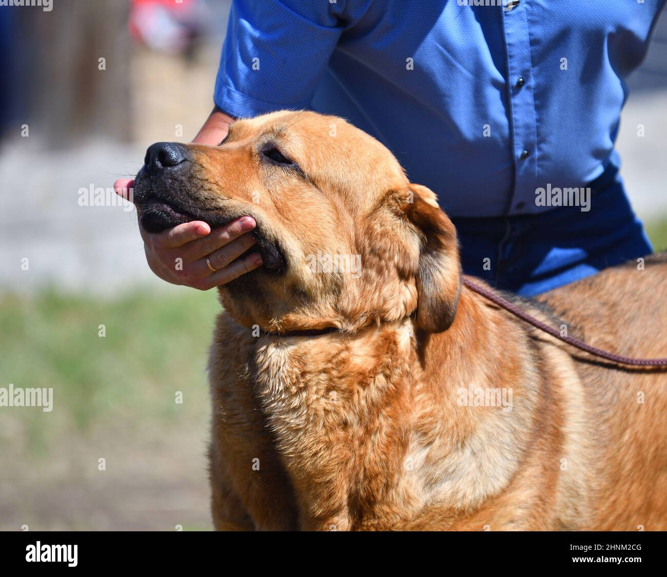 Dog breed Spanish Mastiff Stock Photo - Alamy