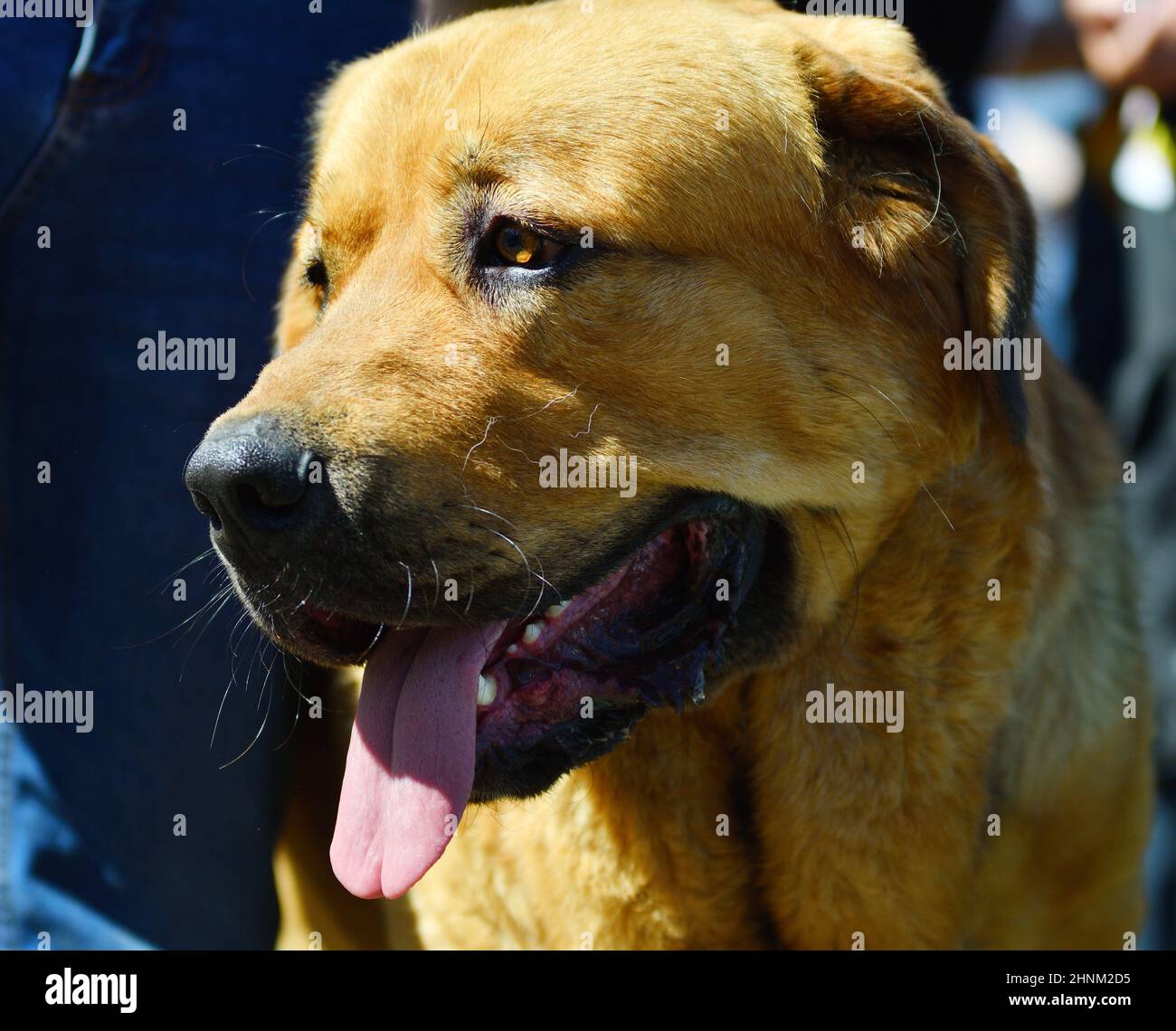 Dog breed Spanish Mastiff Stock Photo - Alamy